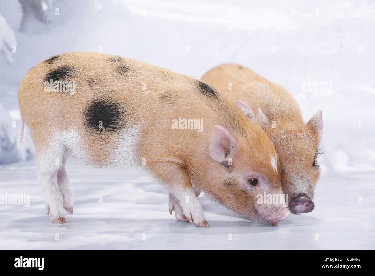 Baby pigs snow hi-res stock photography and images - Alamy