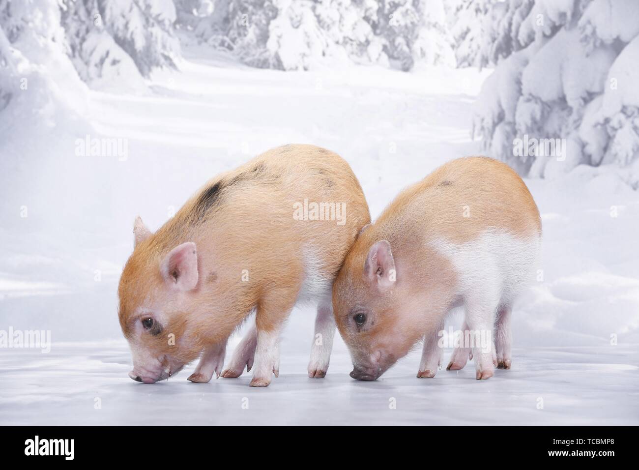 Two pigs standing side by side hi-res stock photography and images - Alamy