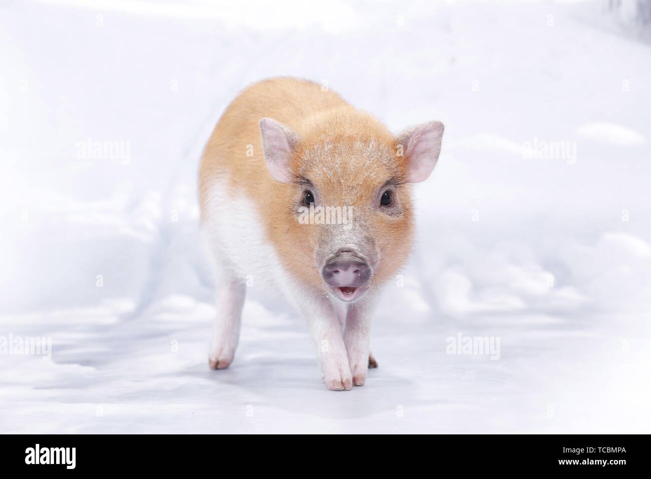 Baby pigs snow hi-res stock photography and images - Alamy