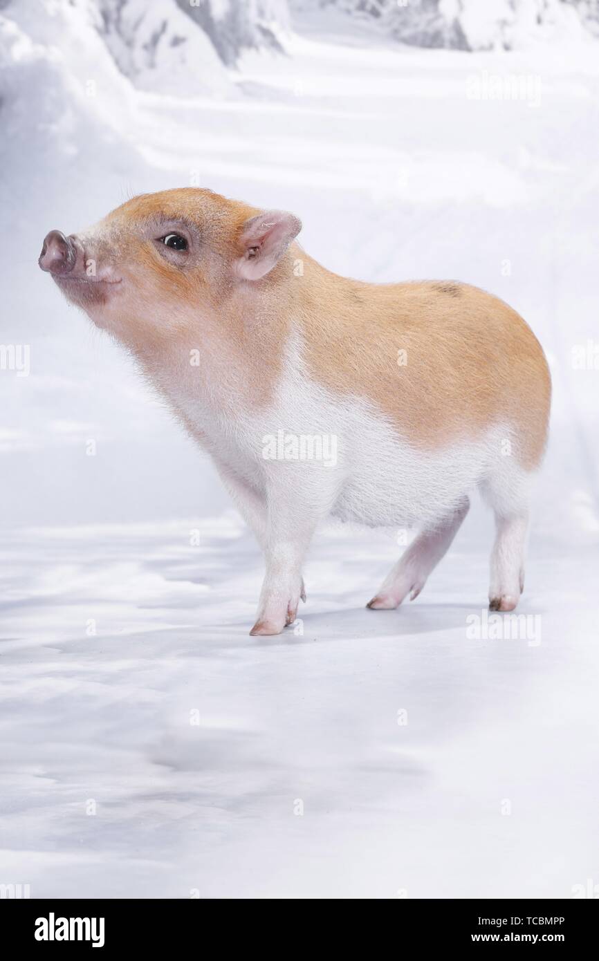 Micropigs hi-res stock photography and images - Alamy