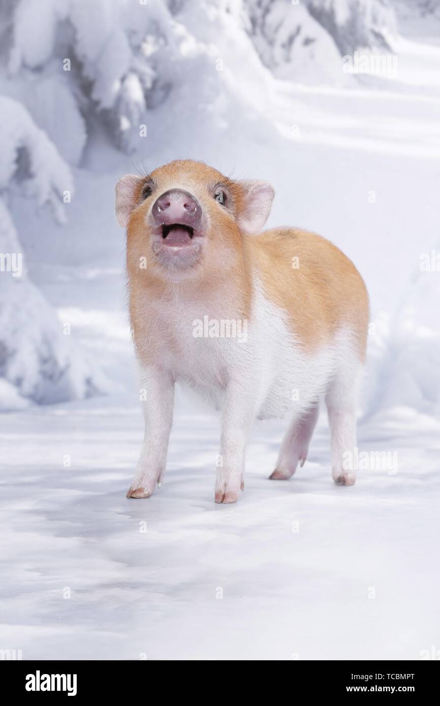 Baby pigs snow hi-res stock photography and images - Alamy