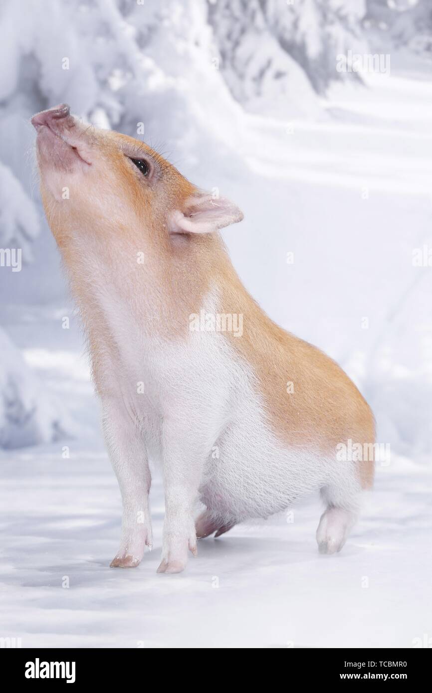 Micropigs hi-res stock photography and images - Alamy