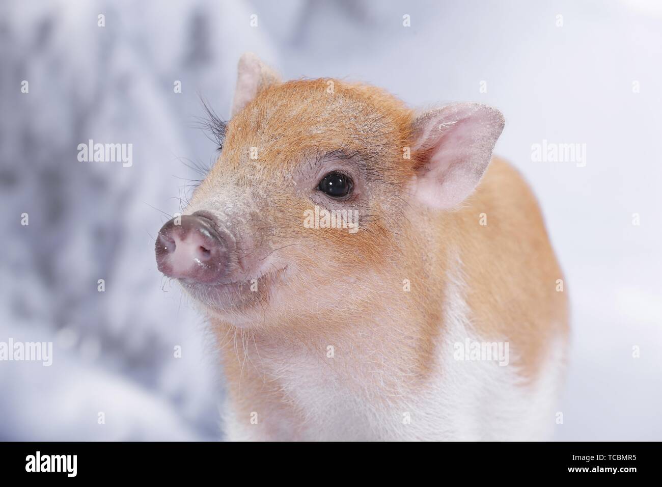 Micropigs hi-res stock photography and images - Alamy