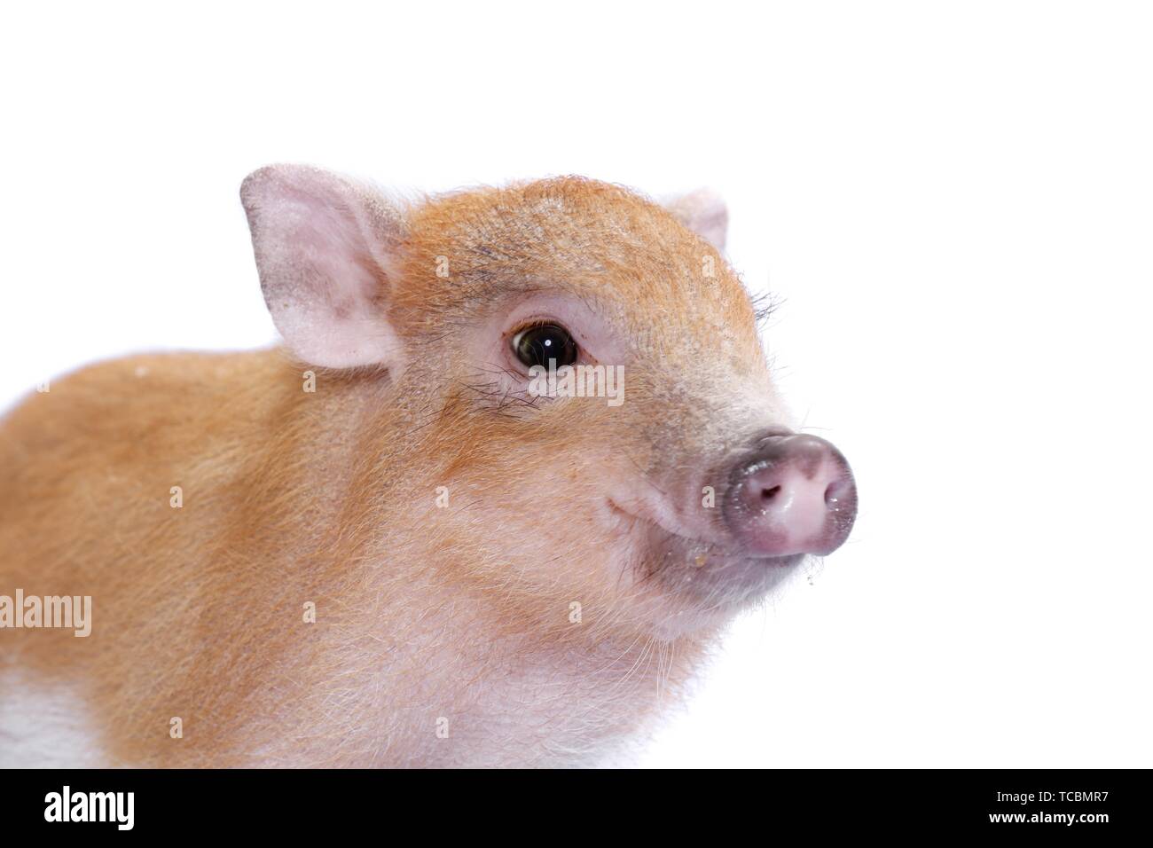 Pig head cut out hi-res stock photography and images - Alamy