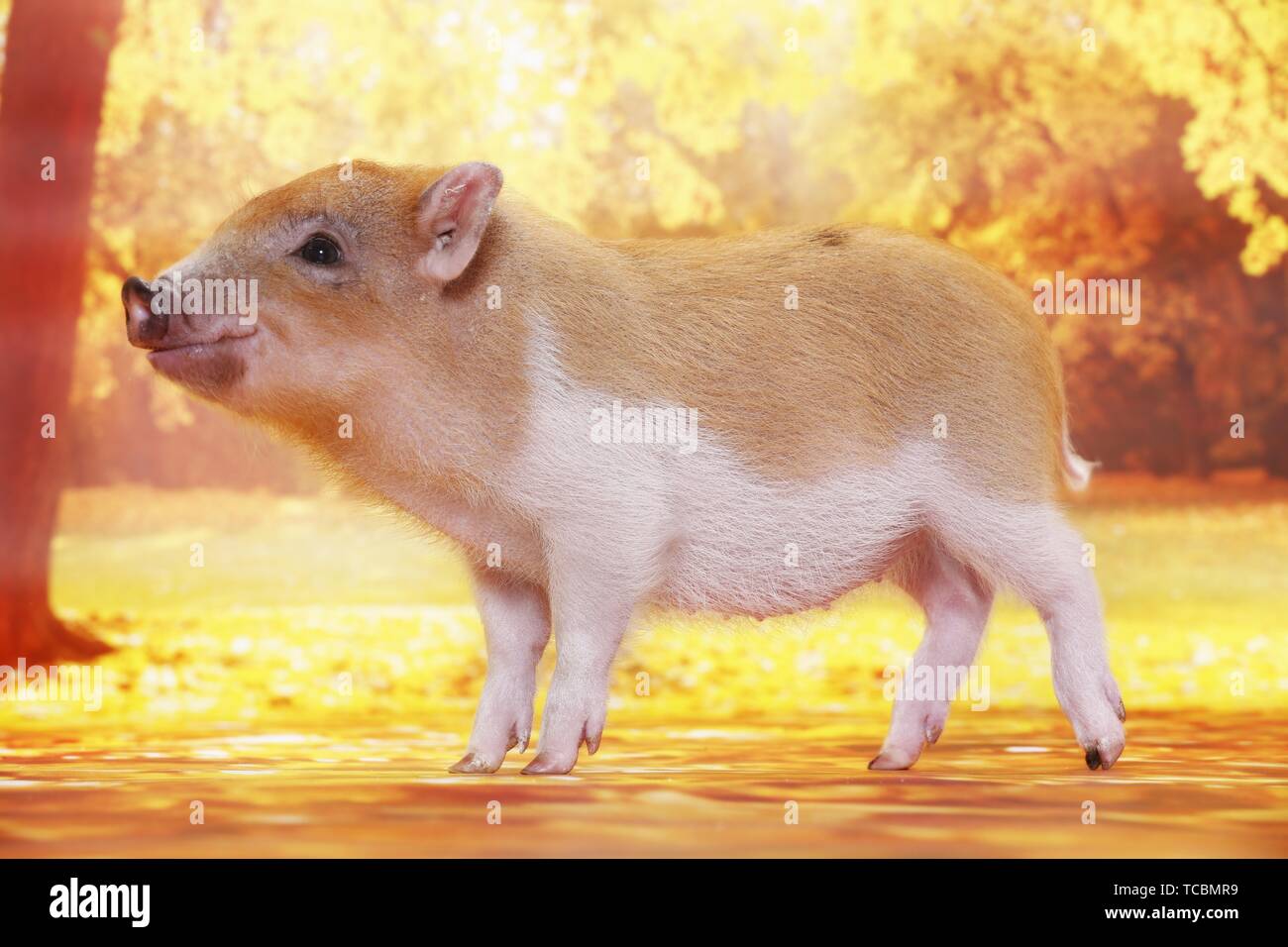 Minipigs hi-res stock photography and images - Alamy