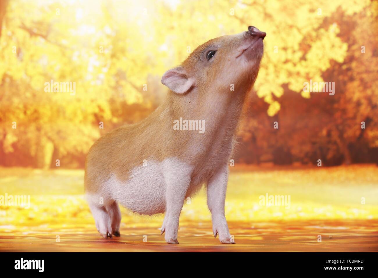 Micropigs hi-res stock photography and images - Alamy