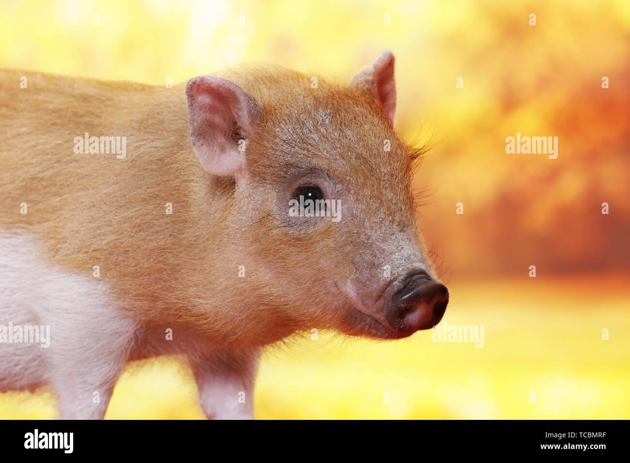 Micropigs hi-res stock photography and images - Alamy