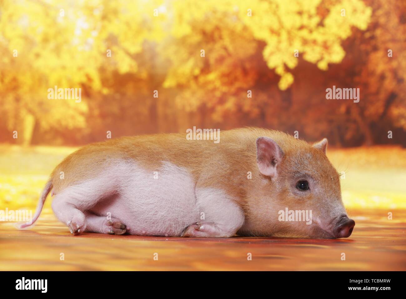 Cute pig fall hi-res stock photography and images - Alamy