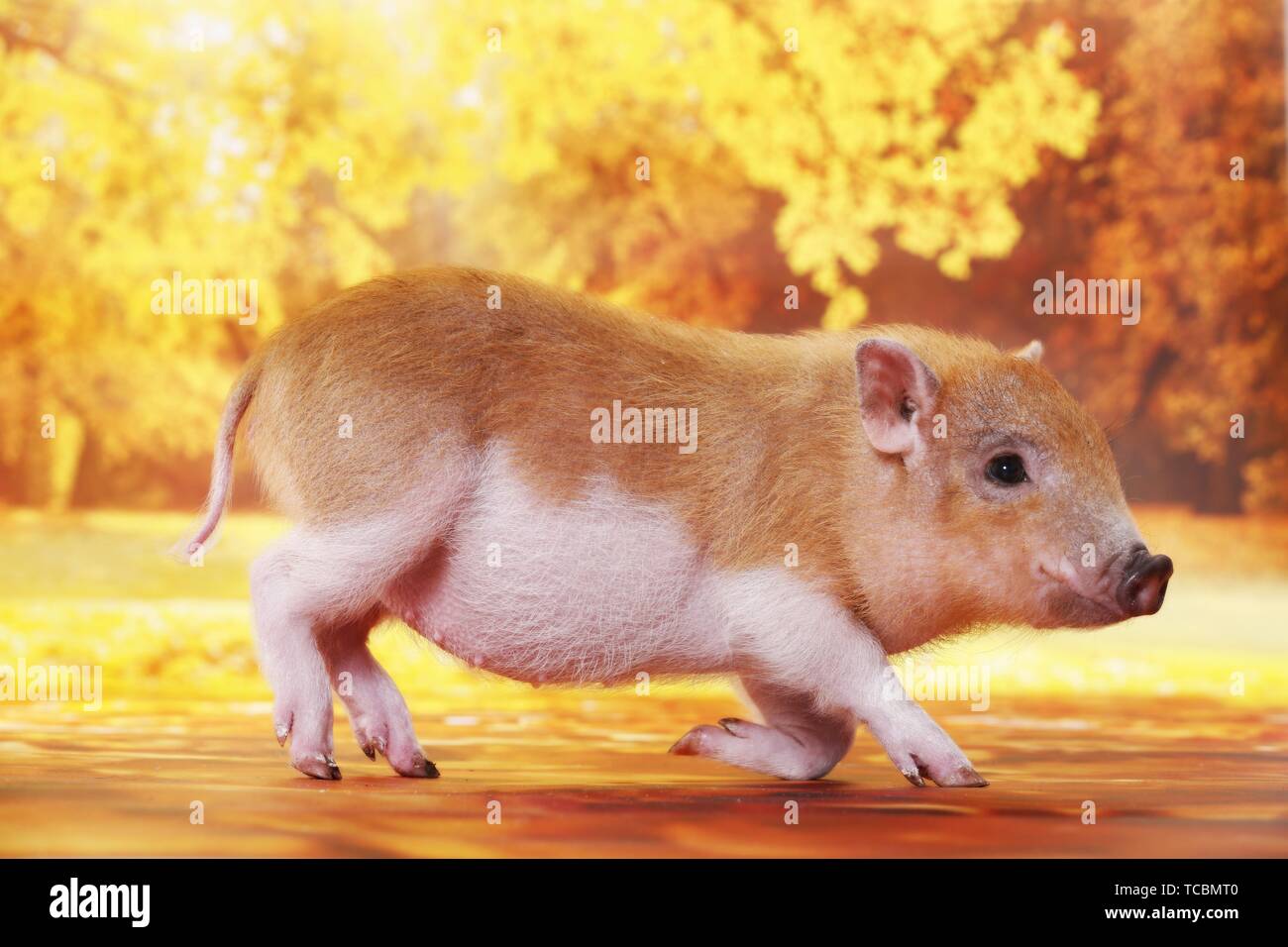 Micro pig hi-res stock photography and images - Alamy