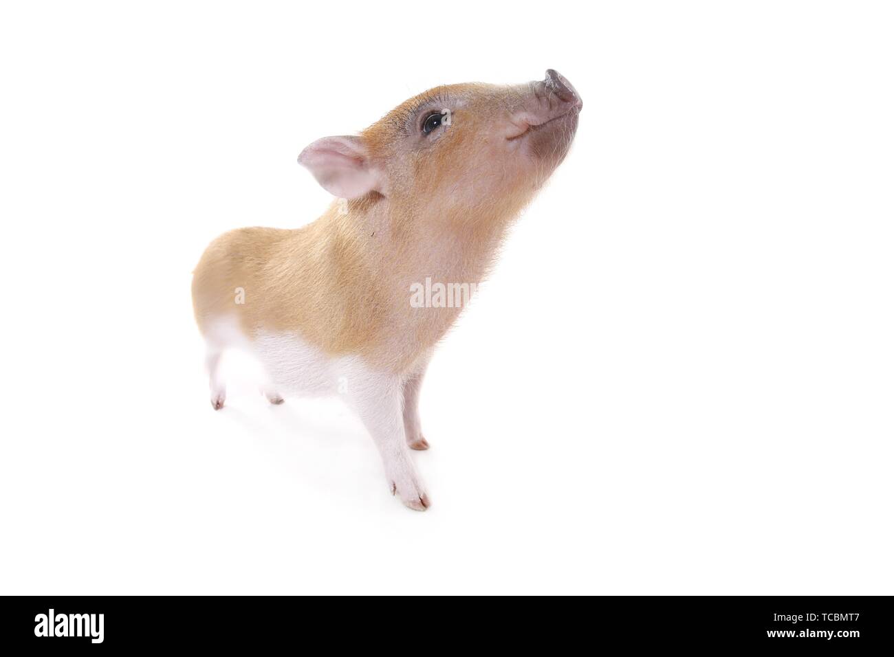 Humour humourous Cut Out Stock Images & Pictures - Alamy