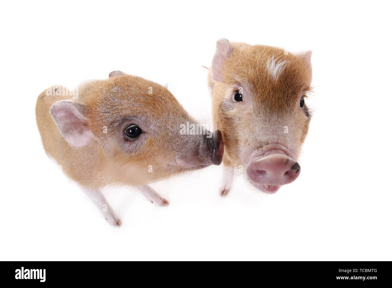 Piglets pigs Cut Out Stock Images & Pictures - Alamy