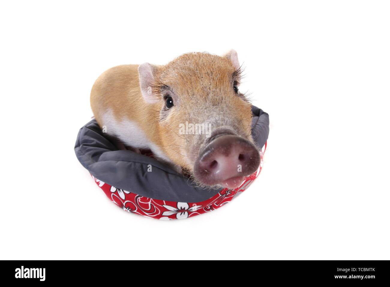 Minipig Cut Out Stock Images & Pictures - Alamy