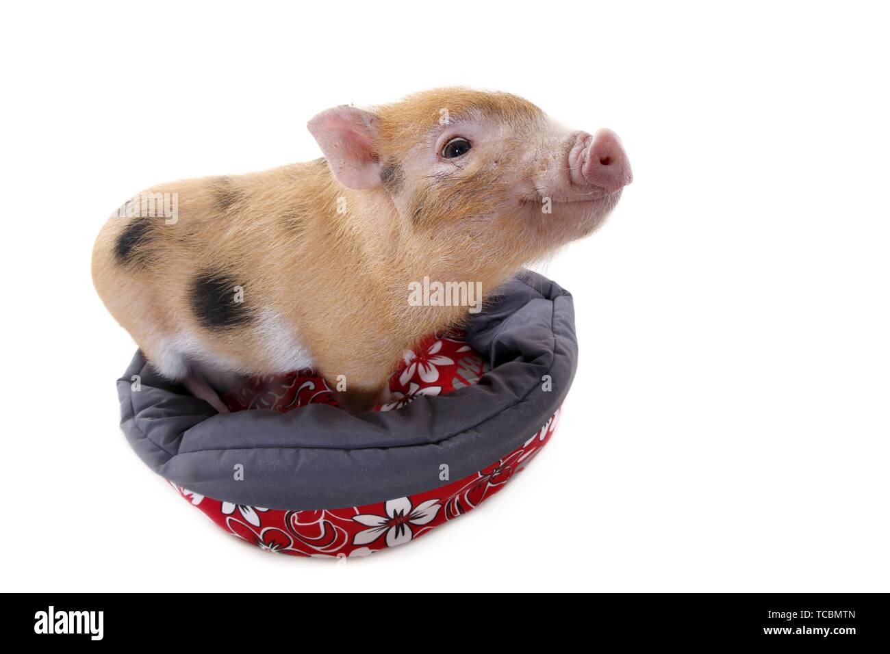 Minipig Cut Out Stock Images & Pictures - Alamy