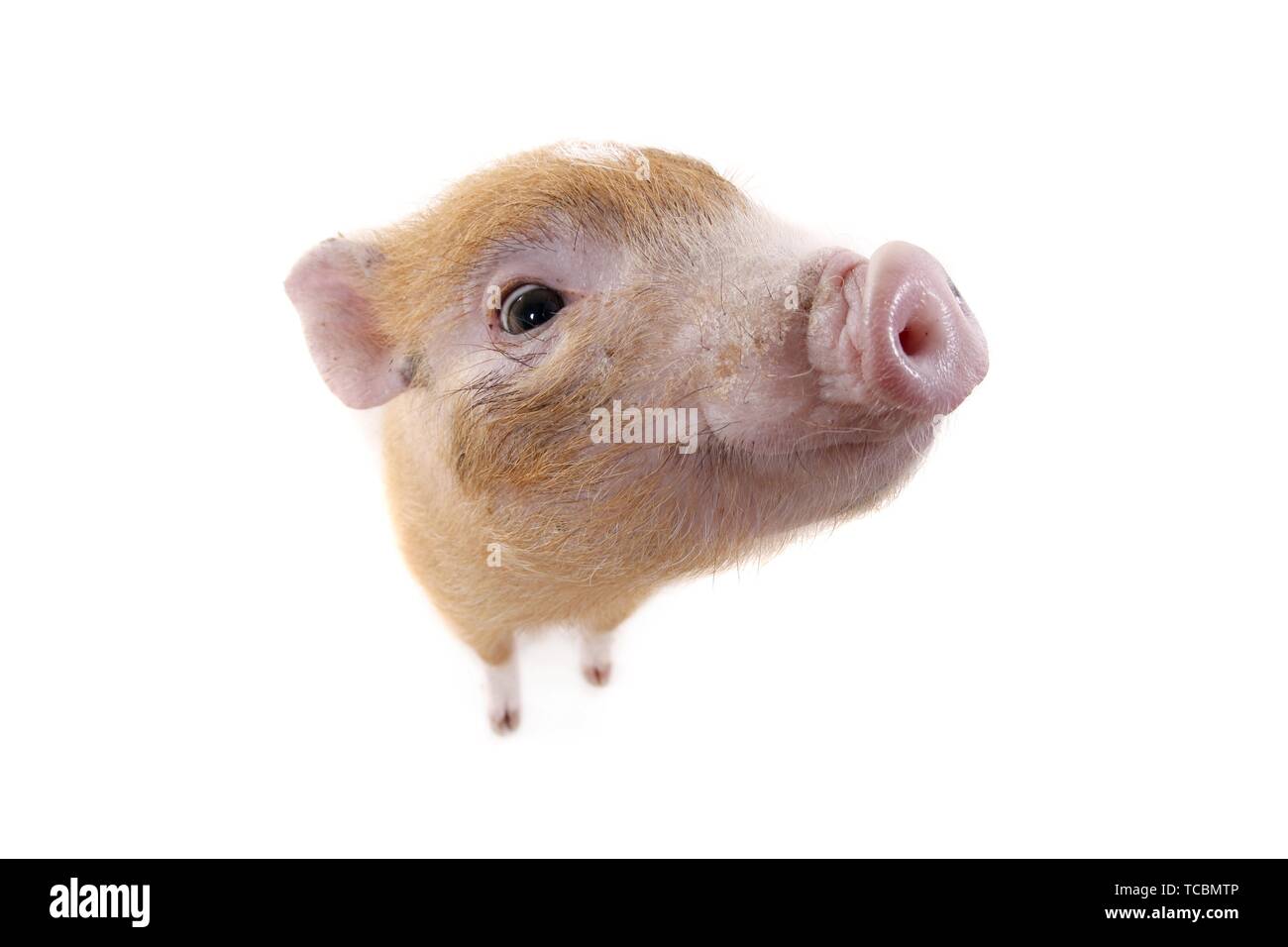 Minipig Cut Out Stock Images & Pictures - Alamy