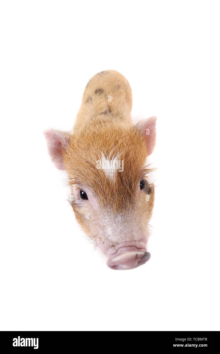 Micro pig Cut Out Stock Images & Pictures - Alamy