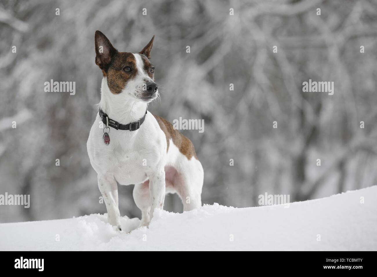 Jack Russell Terrier in snow Stock Photo - Alamy