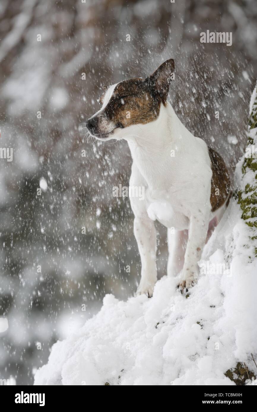 Jack Russell Terrier in snow Stock Photo - Alamy