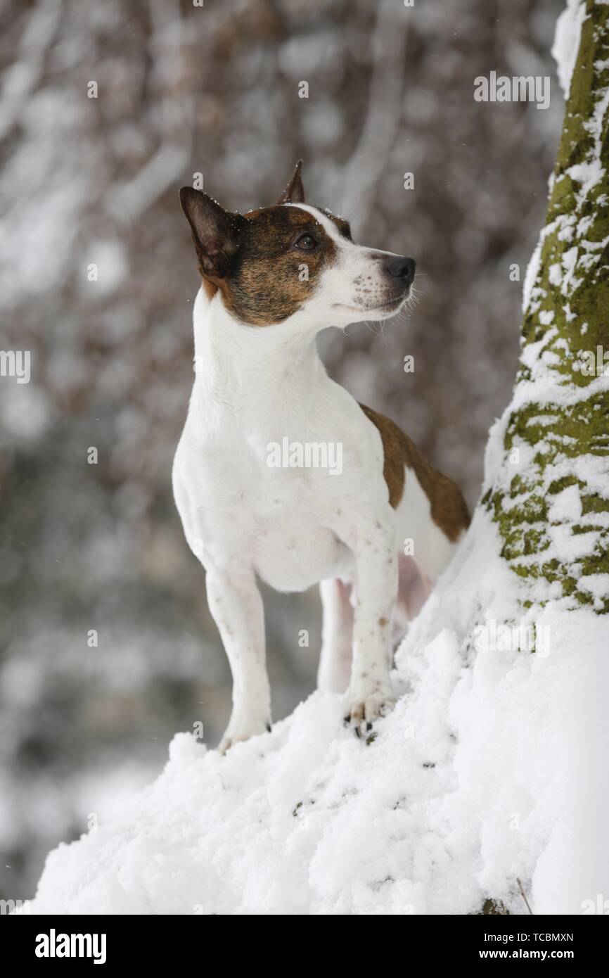 Jack Russell Terrier in snow Stock Photo - Alamy