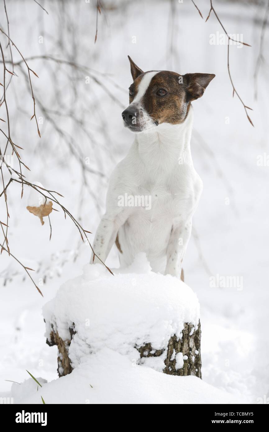 Jack Russell Terrier in snow Stock Photo - Alamy
