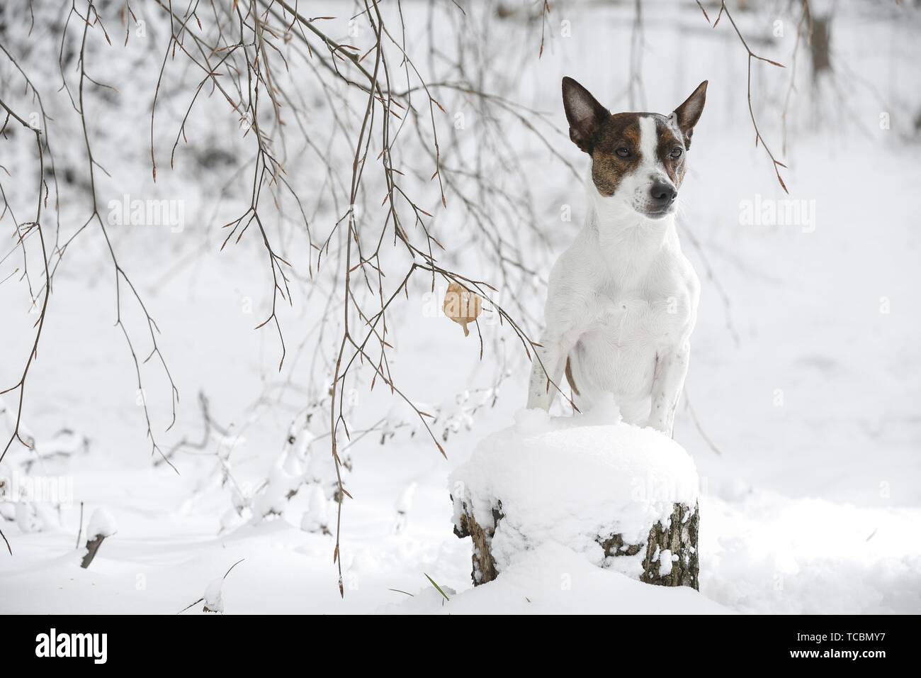 Jack Russell Terrier in snow Stock Photo - Alamy
