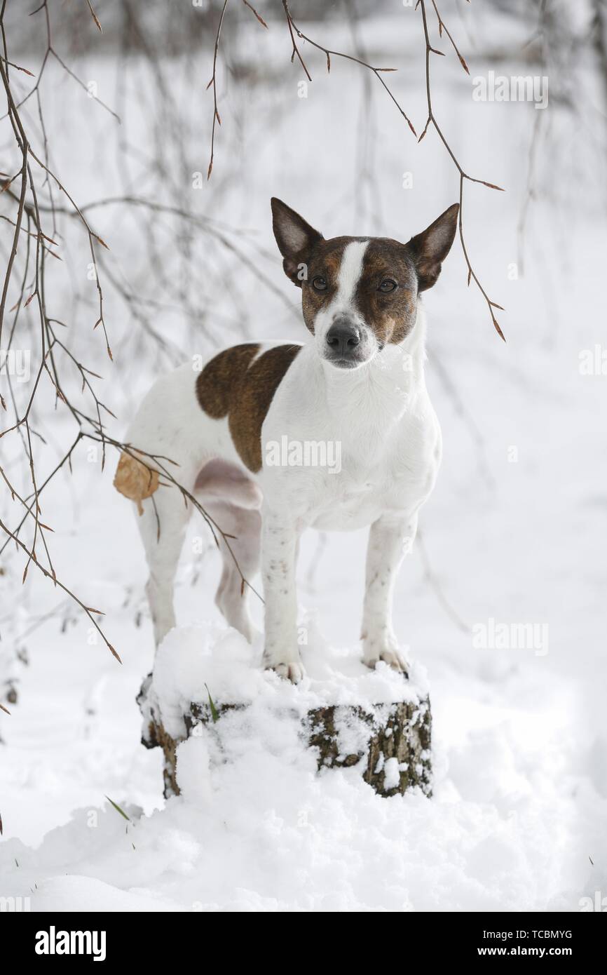 Jack Russell Terrier in snow Stock Photo - Alamy