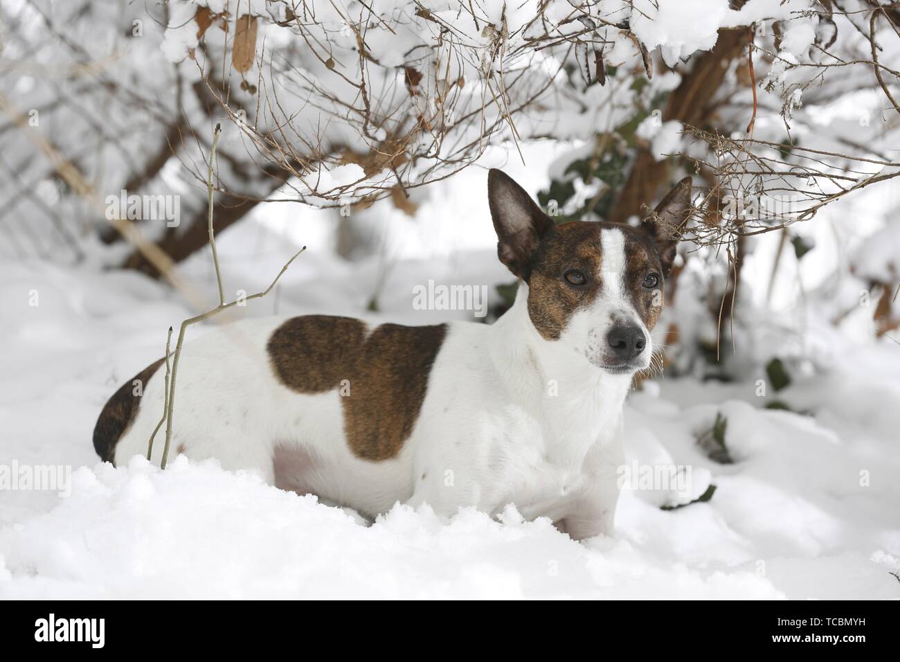 Jack Russell Terrier in snow Stock Photo - Alamy