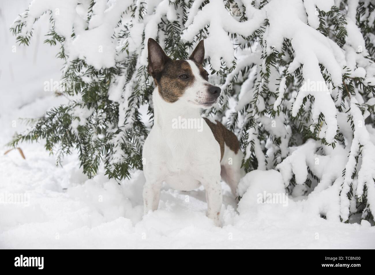 Jack Russell Terrier in snow Stock Photo - Alamy