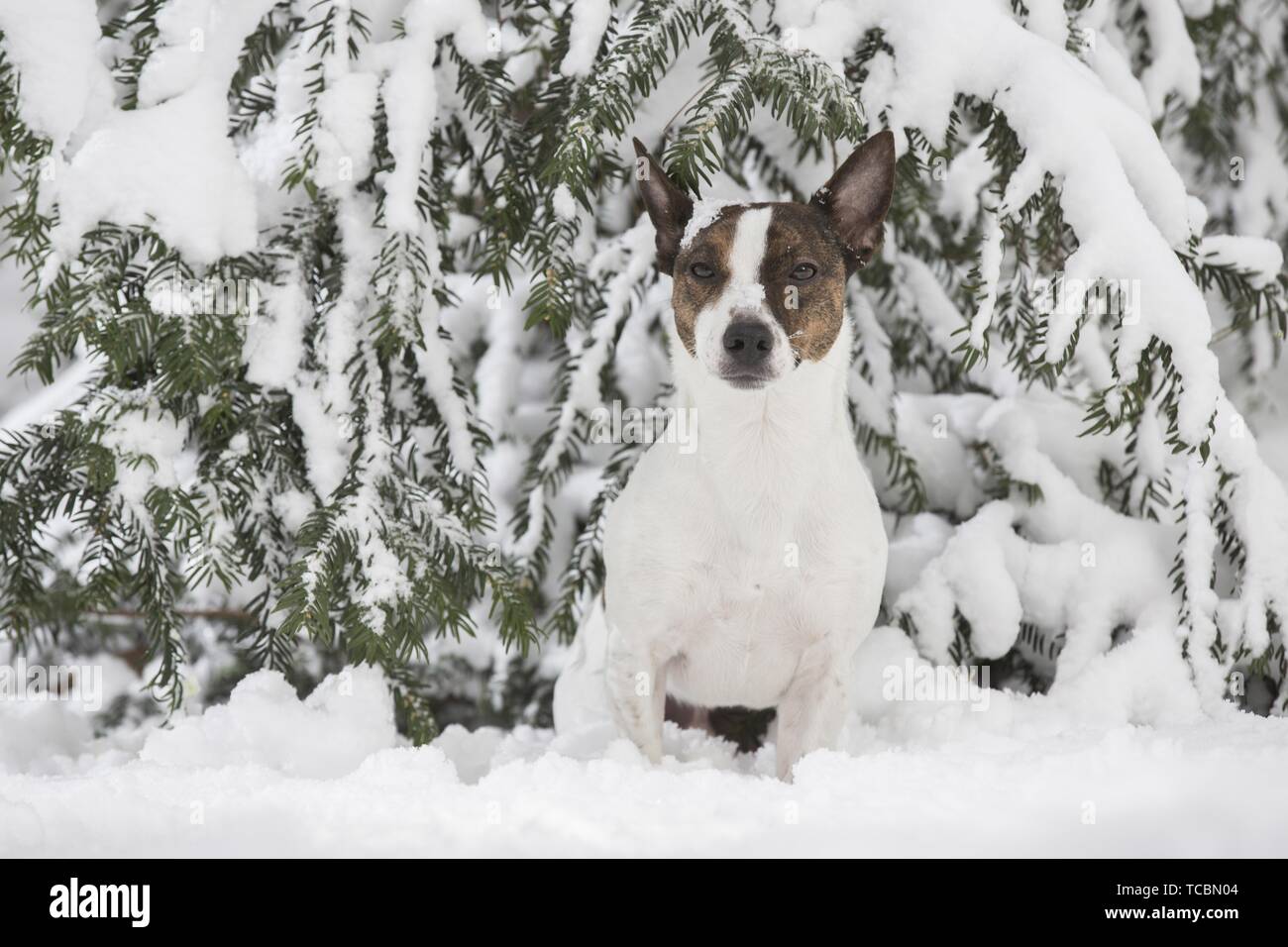 Jack Russell Terrier sits in snow Stock Photo - Alamy