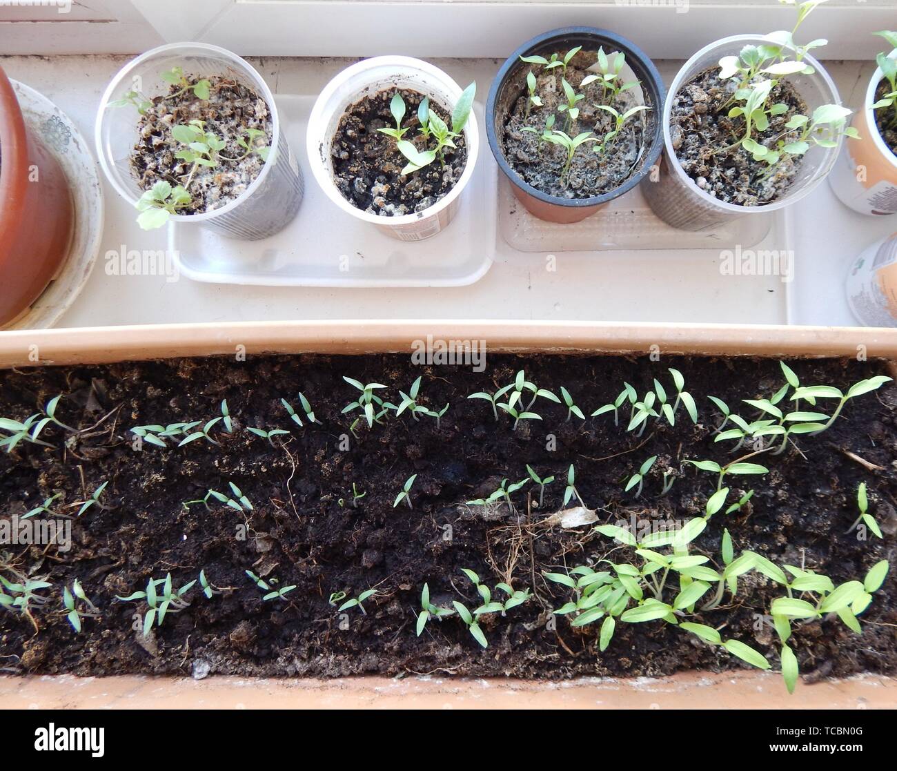 Planting seedling hi-res stock photography and images - Alamy