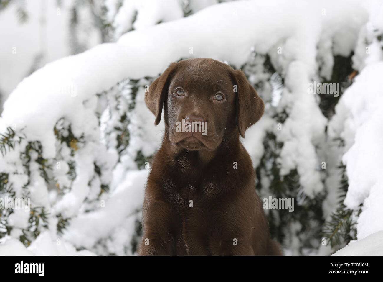 Labrador Puppy in snow Stock Photo - Alamy