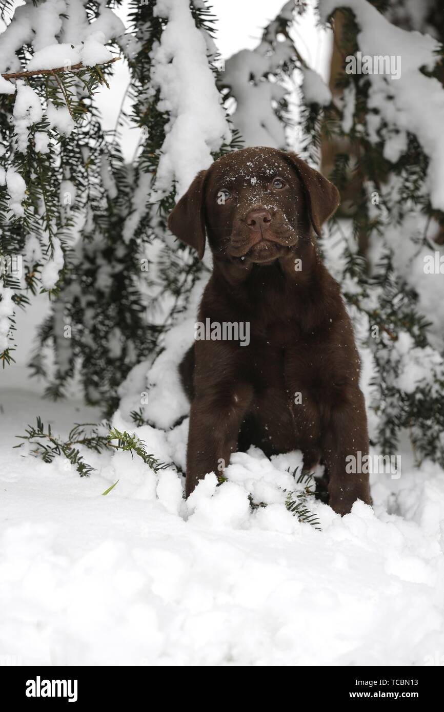 Labrador puppies snow hi-res stock photography and images - Alamy