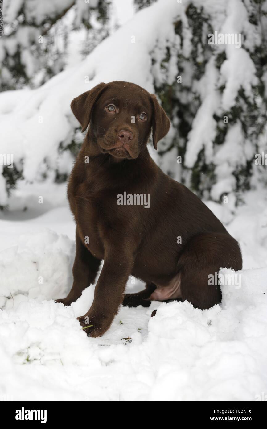 Labrador Puppy in snow Stock Photo - Alamy