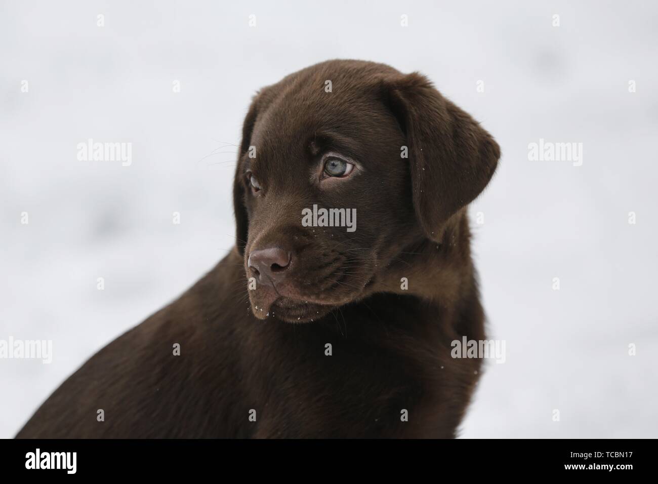 Labrador puppies snow hi-res stock photography and images - Alamy