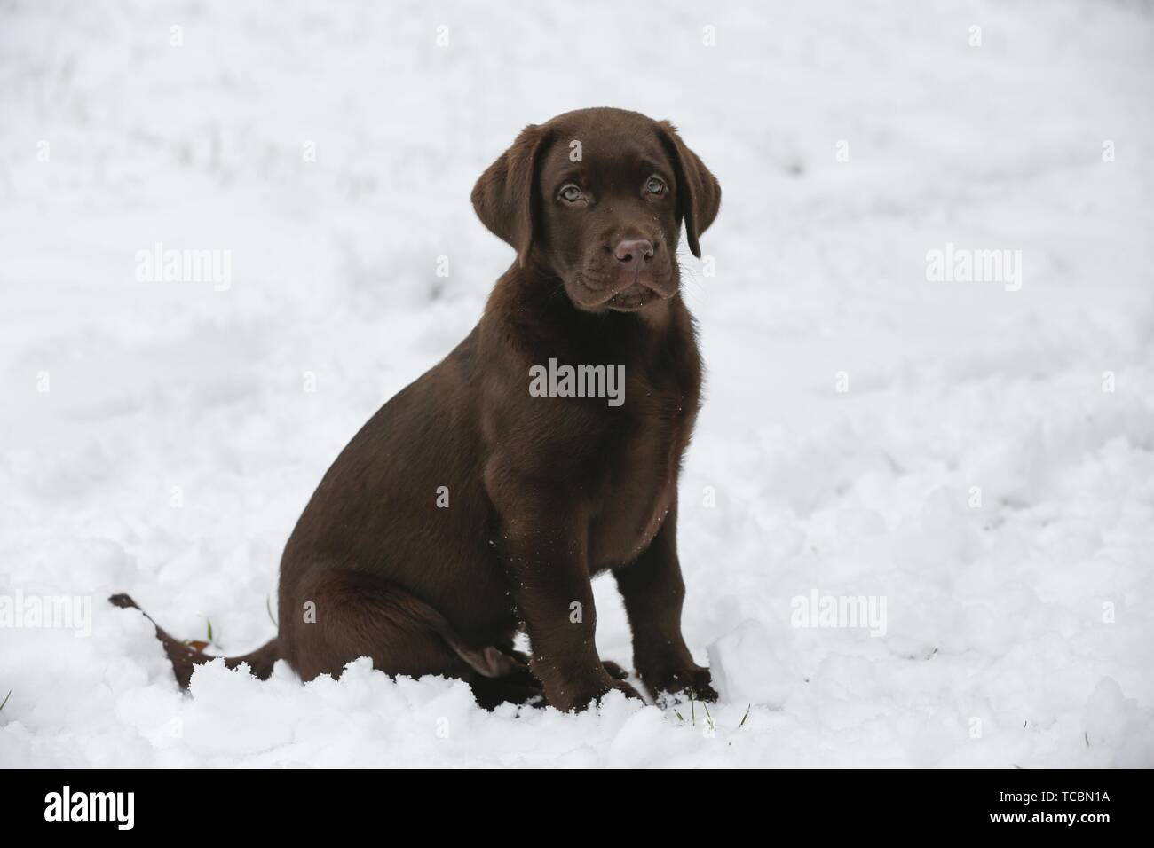 Labrador puppies snow hi-res stock photography and images - Alamy