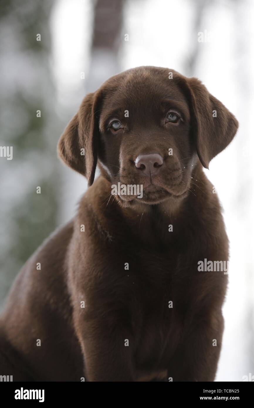 Labrador Puppy in snow Stock Photo - Alamy