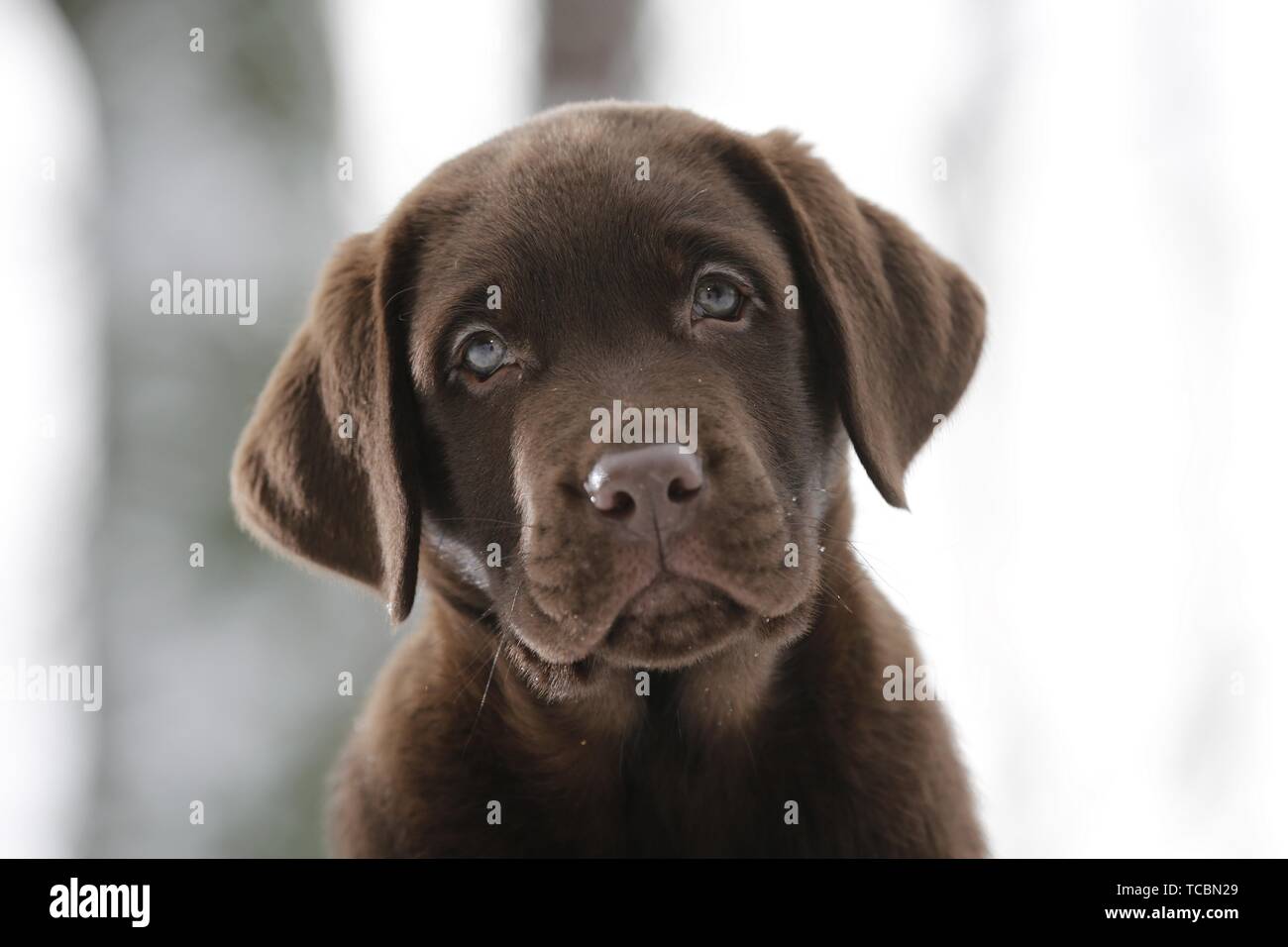 Labrador puppies snow hi-res stock photography and images - Alamy