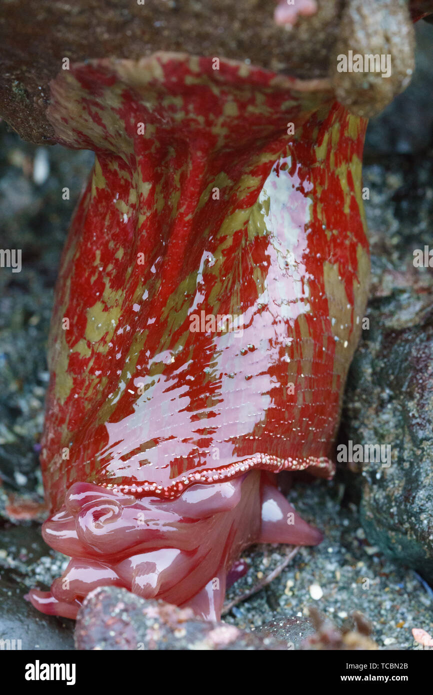 Red sea anemone hi-res stock photography and images - Alamy
