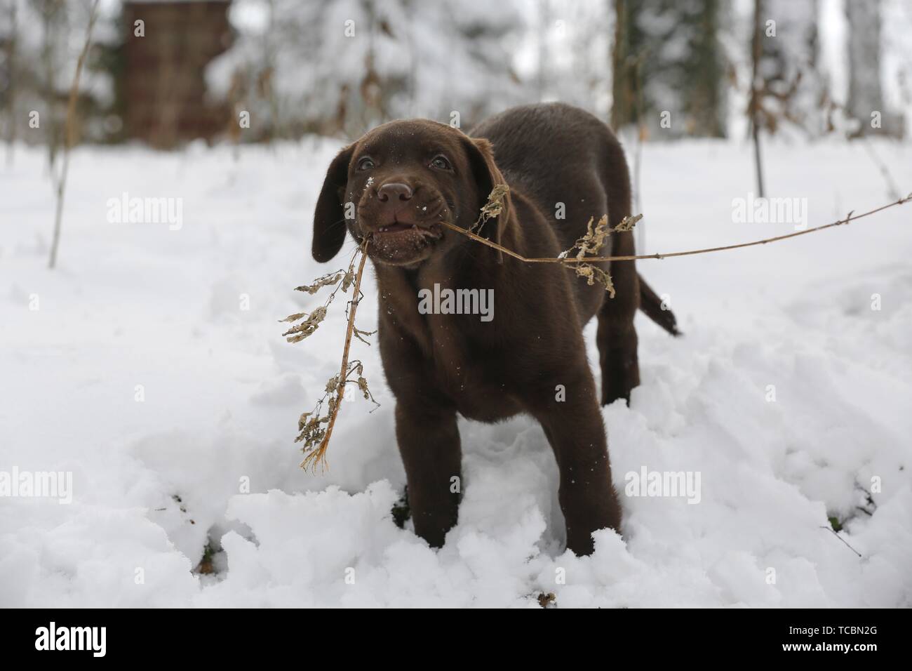 Labrador Puppy in snow Stock Photo - Alamy