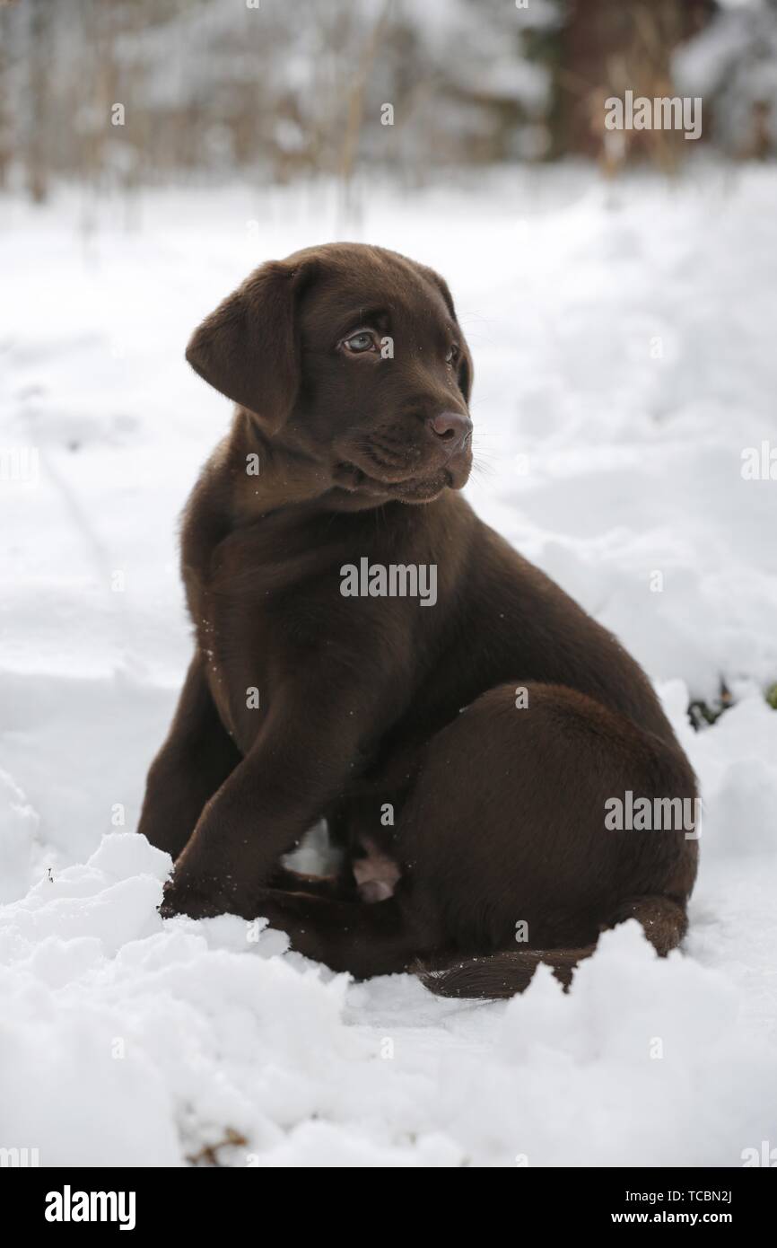 Labrador Puppy in snow Stock Photo - Alamy