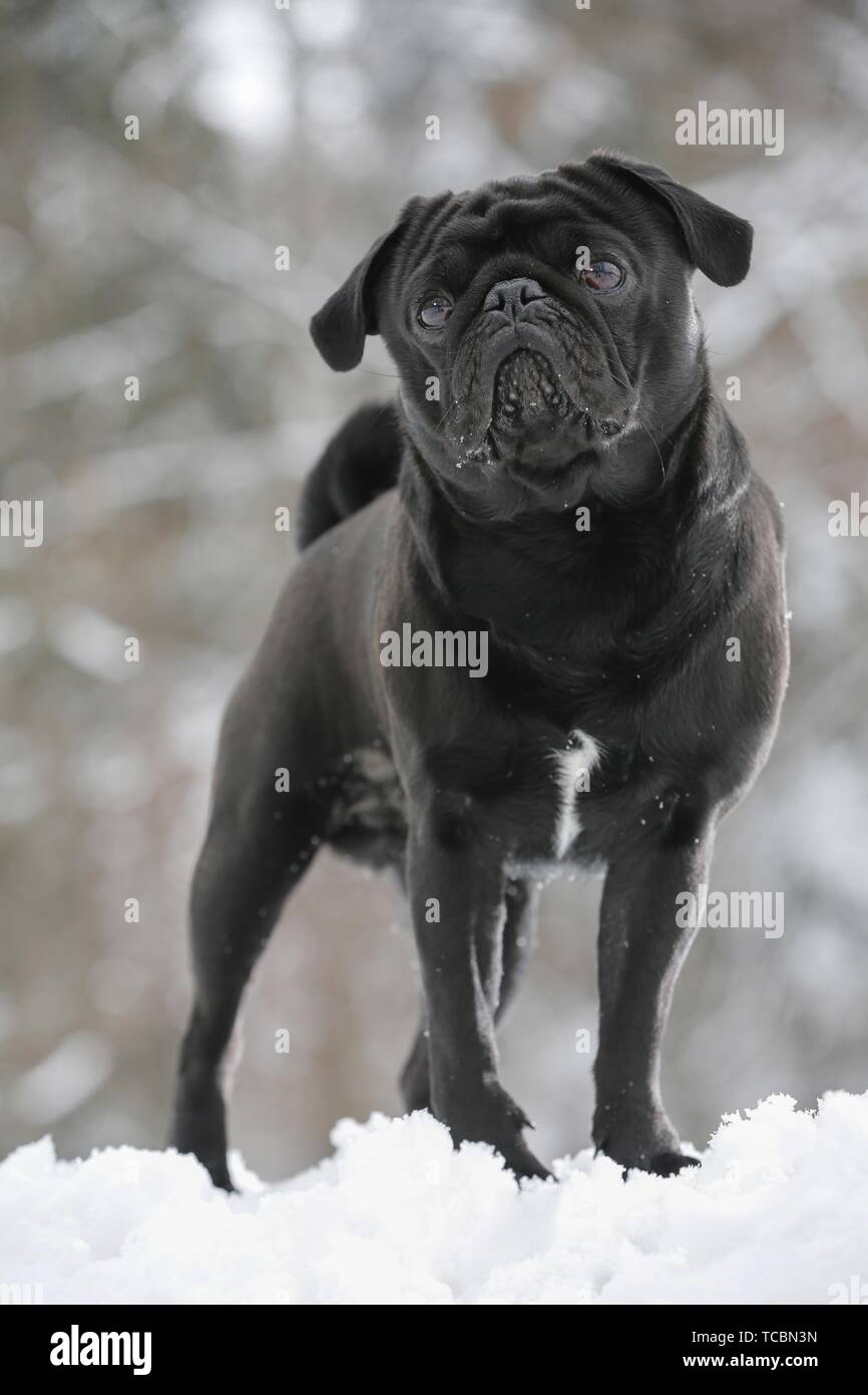 pug stands in snow Stock Photo - Alamy