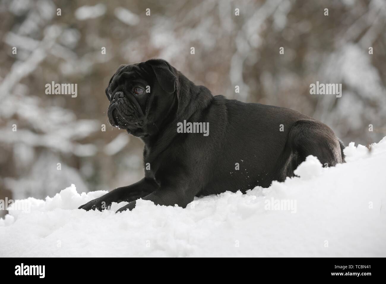 Pugs side profile hi-res stock photography and images - Alamy