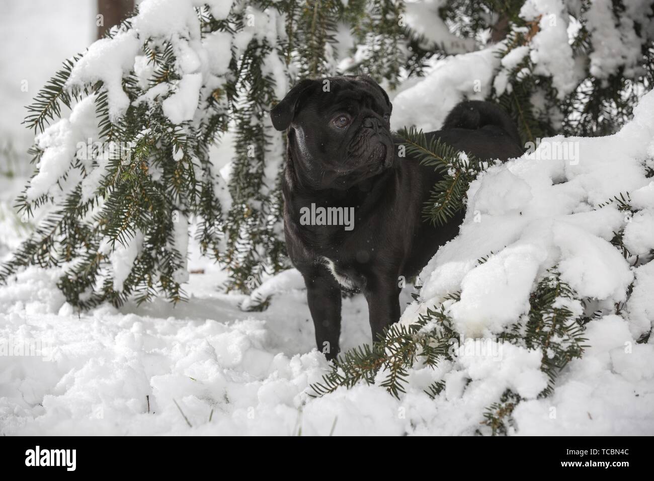 pug stands in snow Stock Photo - Alamy