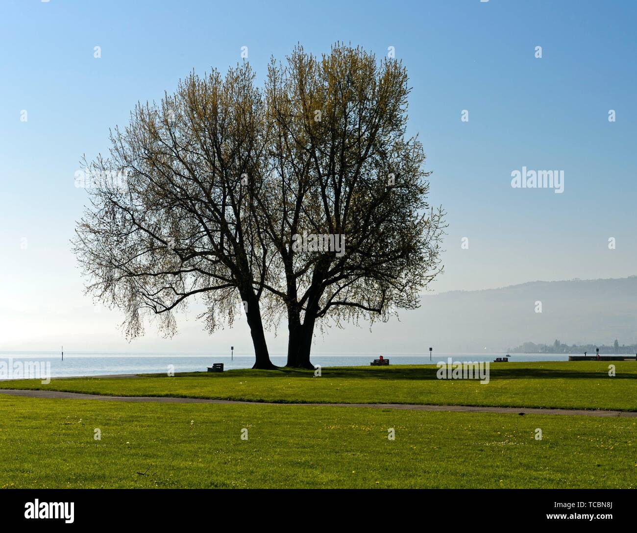 Backlit tree hi-res stock photography and images - Alamy