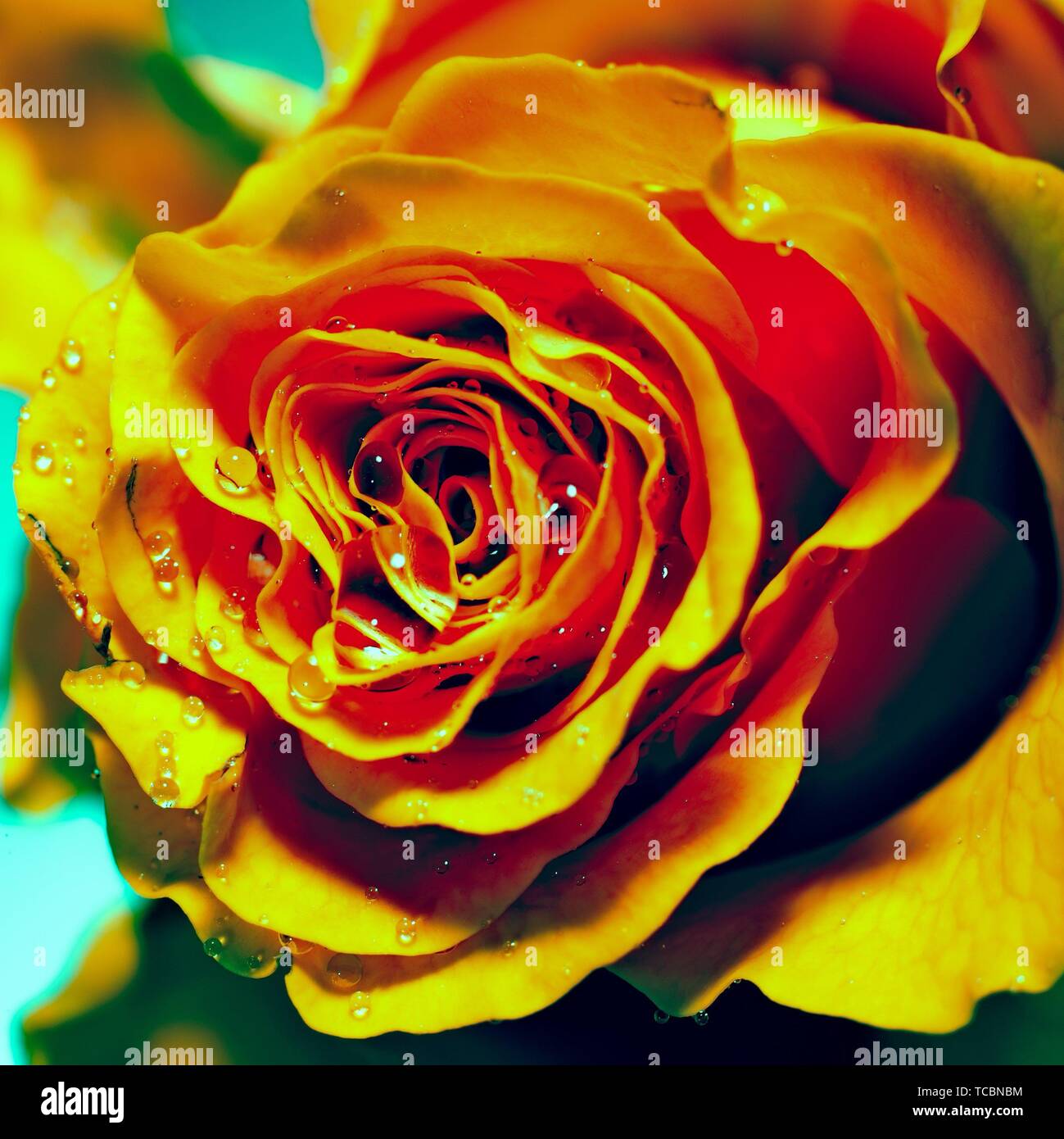 Psychedelic nature hi-res stock photography and images - Alamy