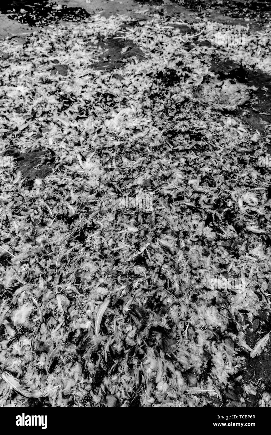 Animist hi-res stock photography and images - Alamy