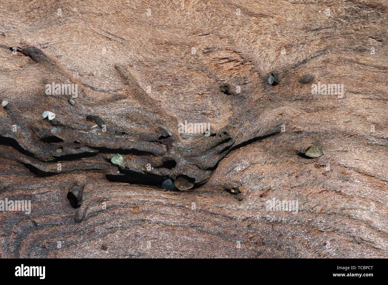 wood grain with rocks Stock Photo - Alamy