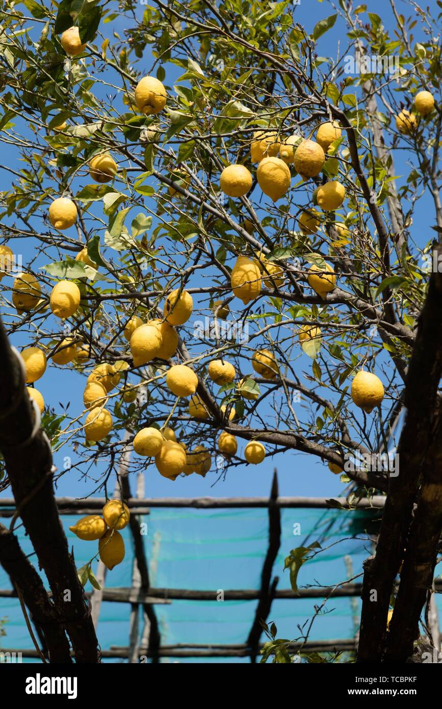 Lemon tree branches hi-res stock photography and images - Alamy
