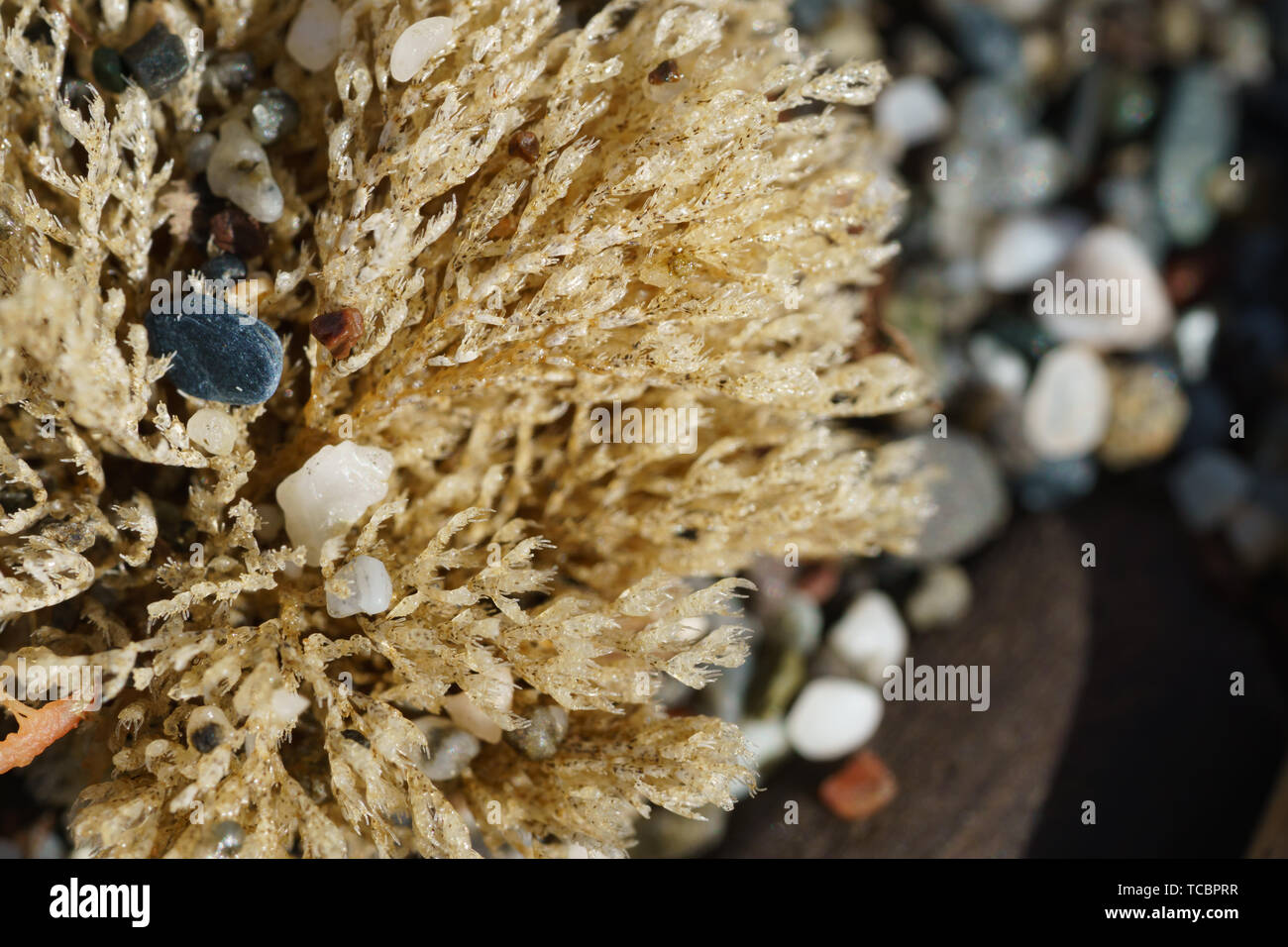 Sponge seaweed hi-res stock photography and images - Alamy