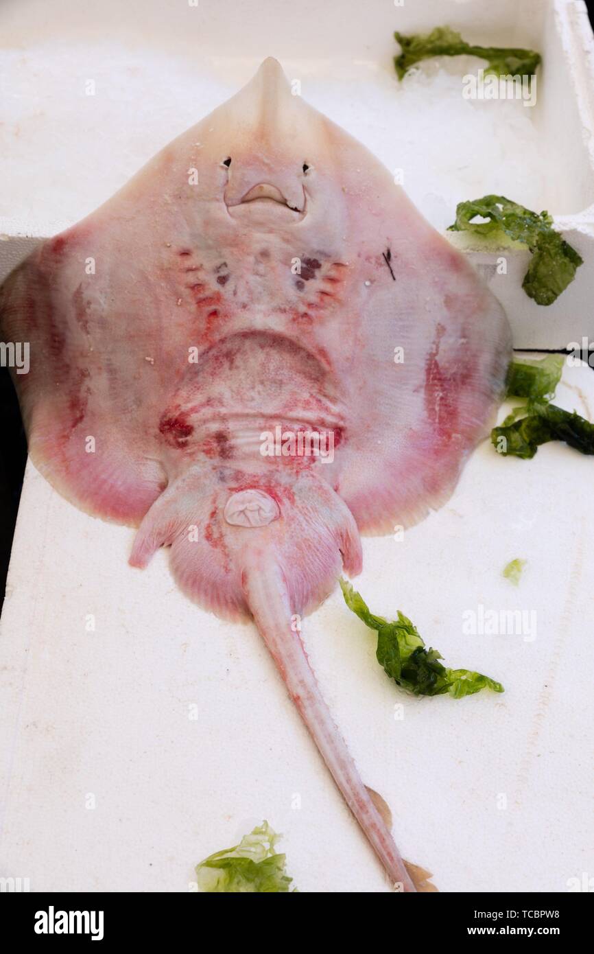 Very close stingray hi-res stock photography and images - Alamy