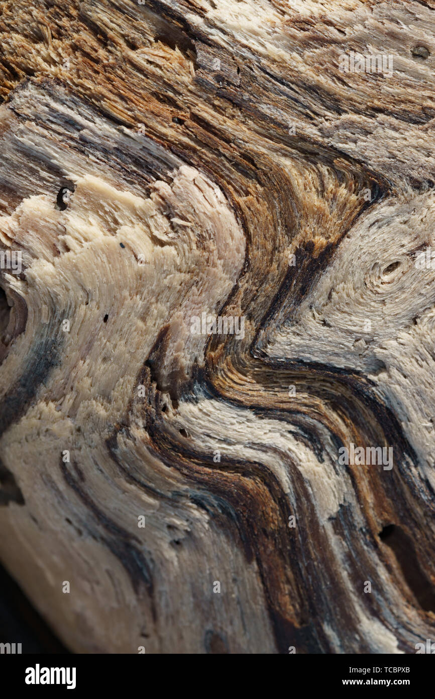 Wood grain close up hi-res stock photography and images - Alamy